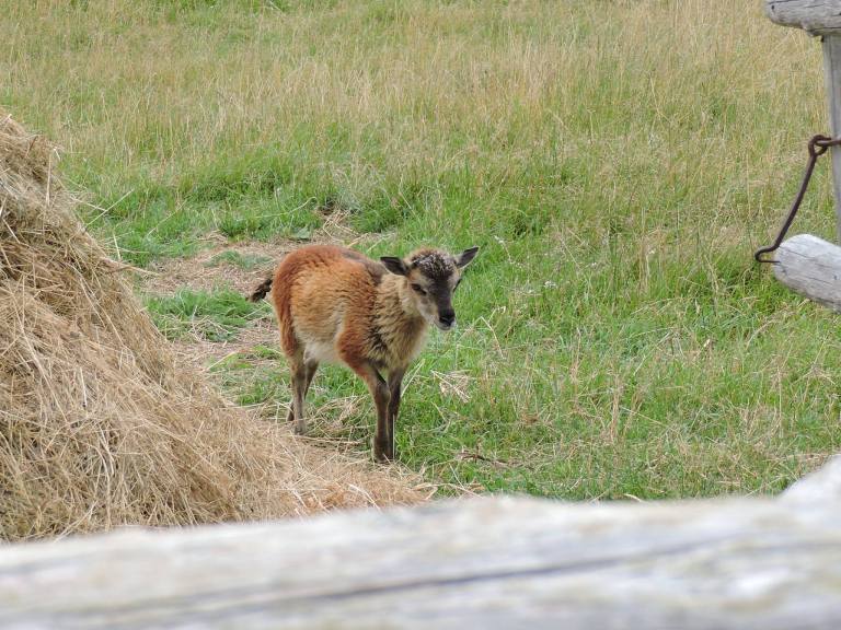 Poutine Râpée – Feast Food – My Mother's Cookbooks